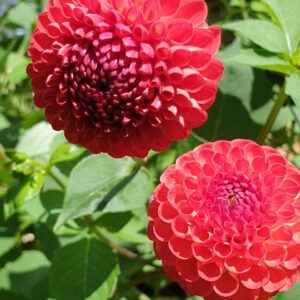 Red Dahlias - Blomme Meisie